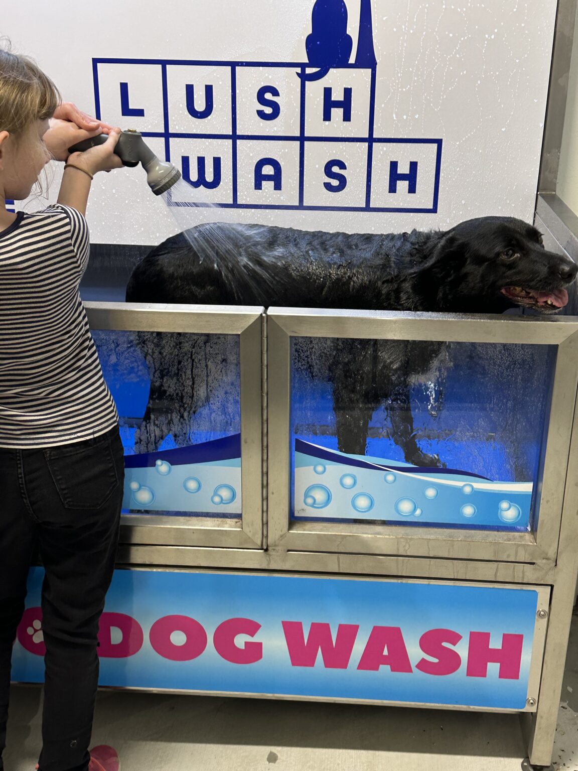Lush Car Wash & Dog Bath - Experience the Lush Difference